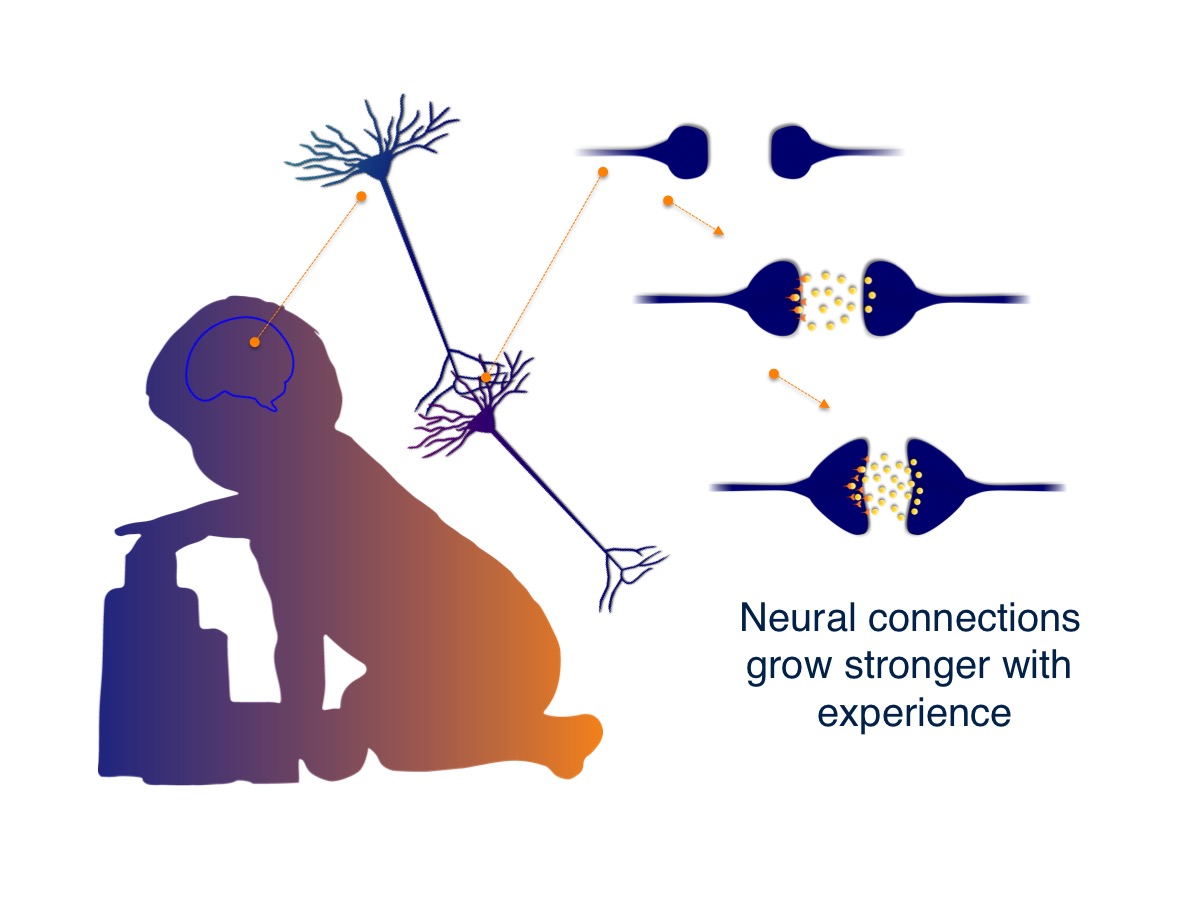 Biology + Experience Build the Brain | Institute for Learning and Brain ...