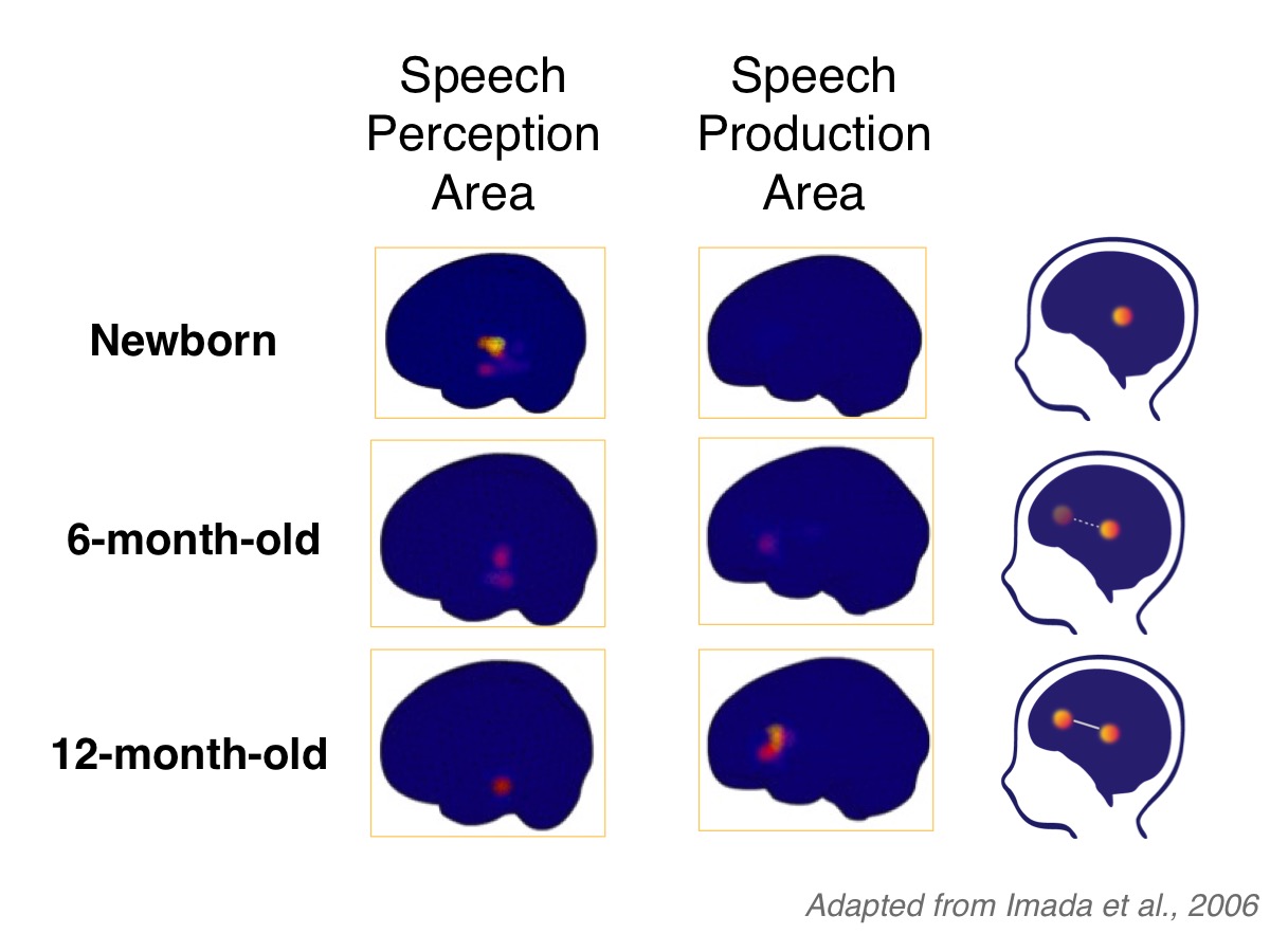 Building a Coordinated Brain | Institute for Learning and Brain ...