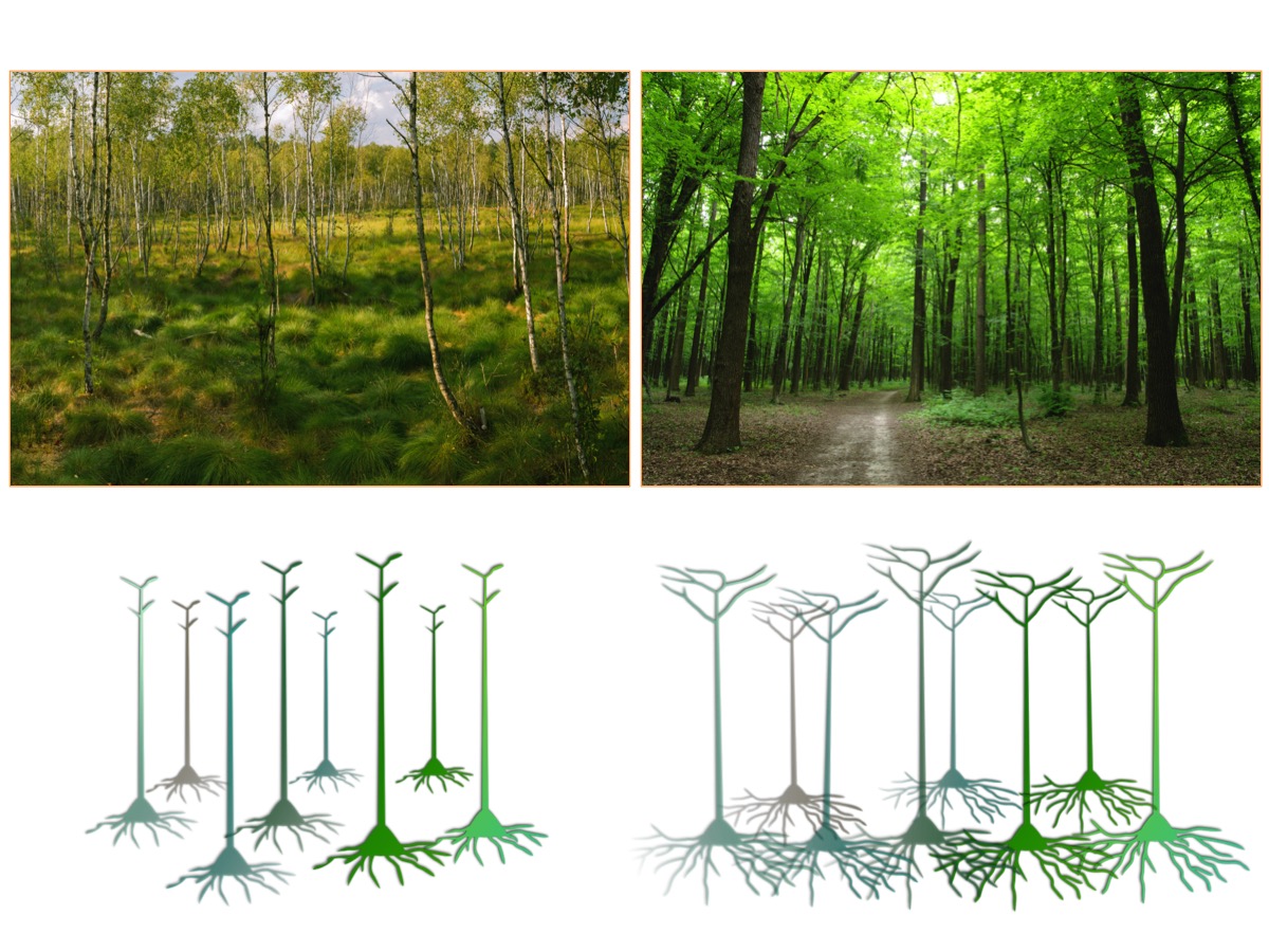 A Forest of Brain Connections | Institute for Learning and Brain ...