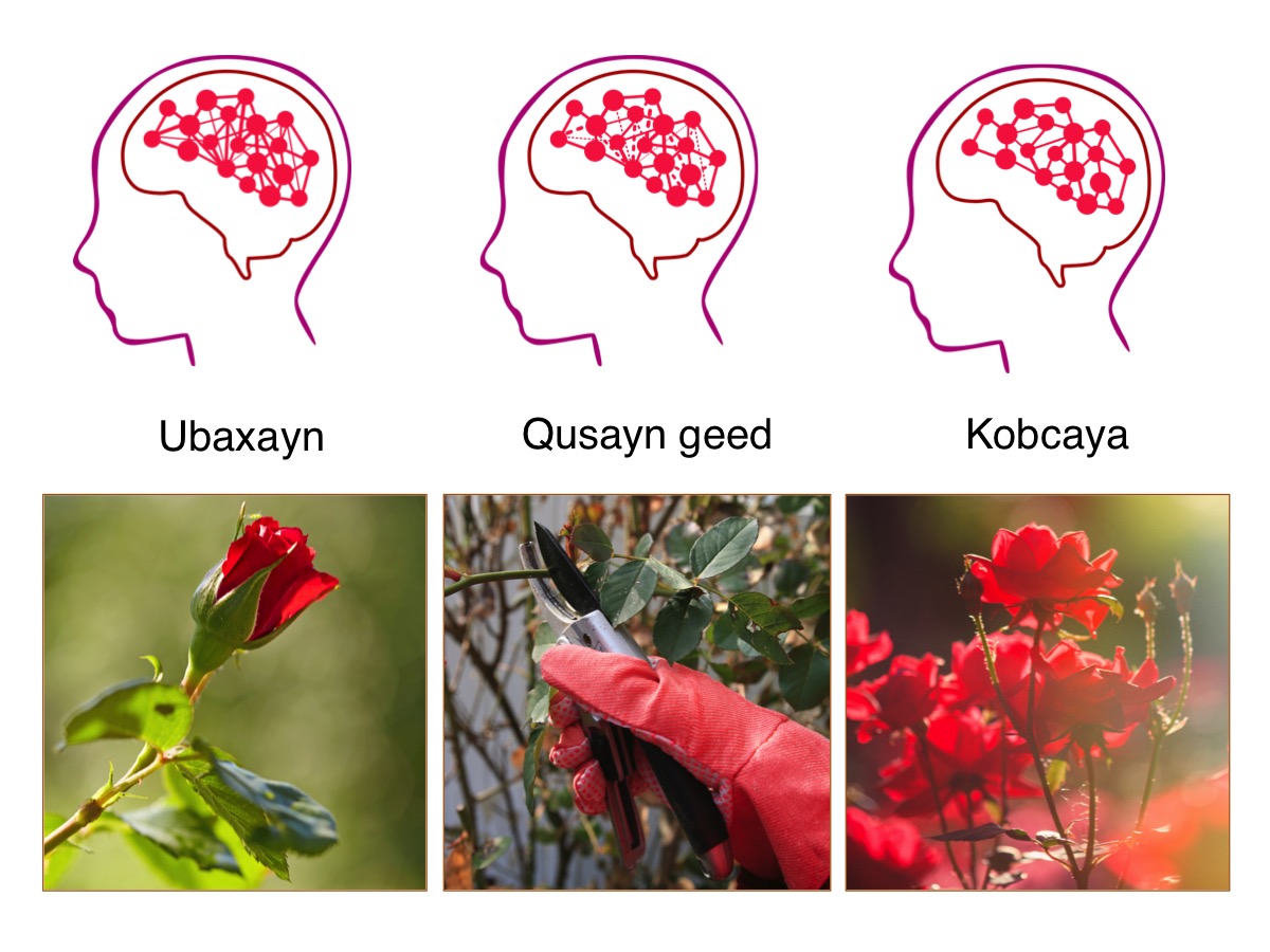 Maskax Badhaadhsan | Institute for Learning and Brain Sciences (I-LABS)