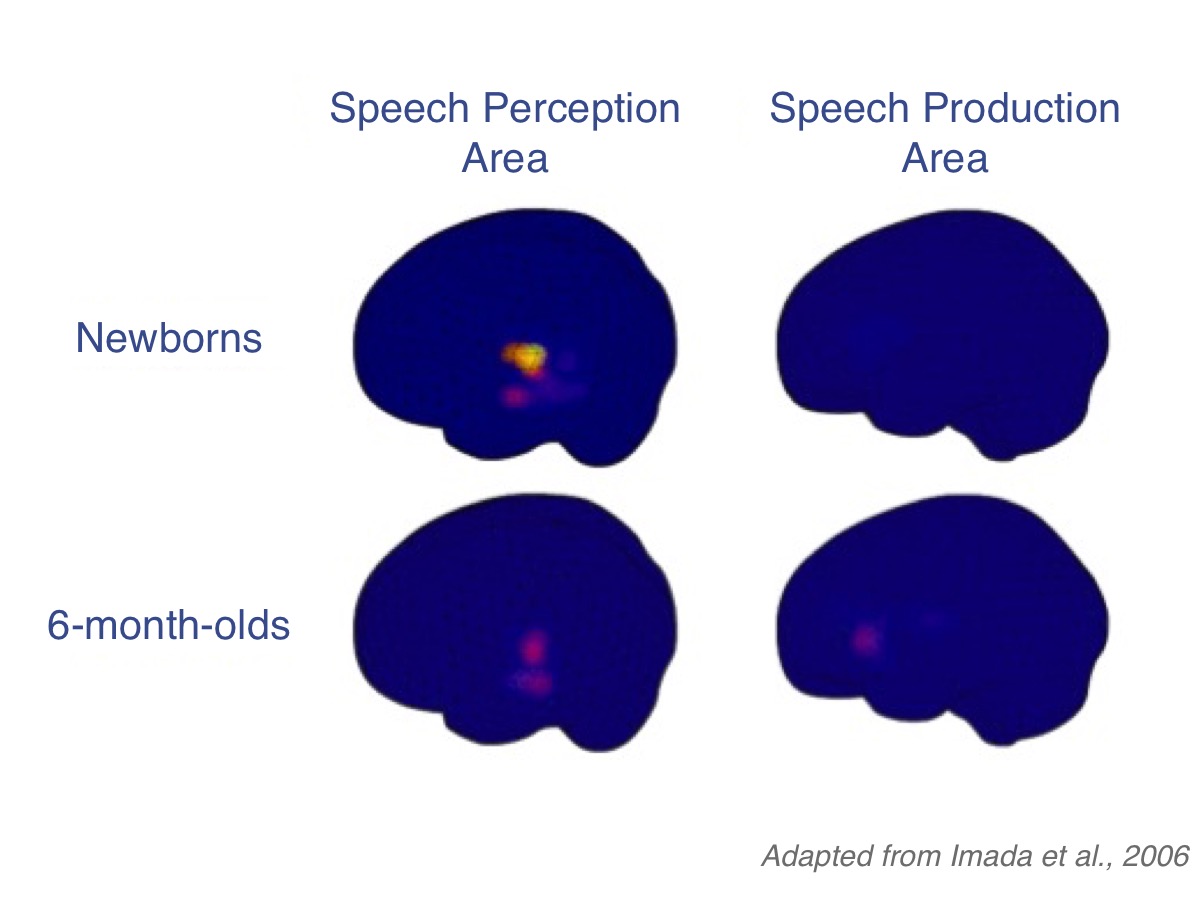 Coordination Between Brain Areas | Institute for Learning and Brain ...